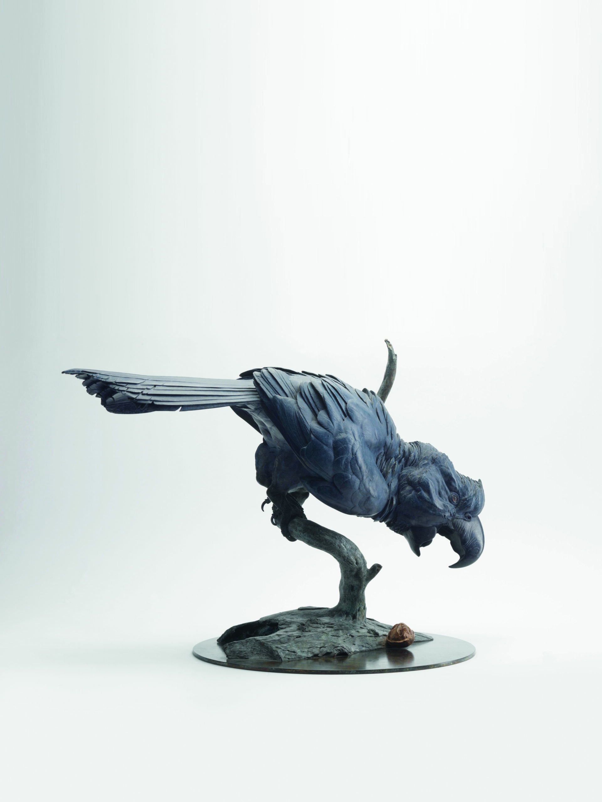 Gallery Pangolin - Broad-billed Parrot